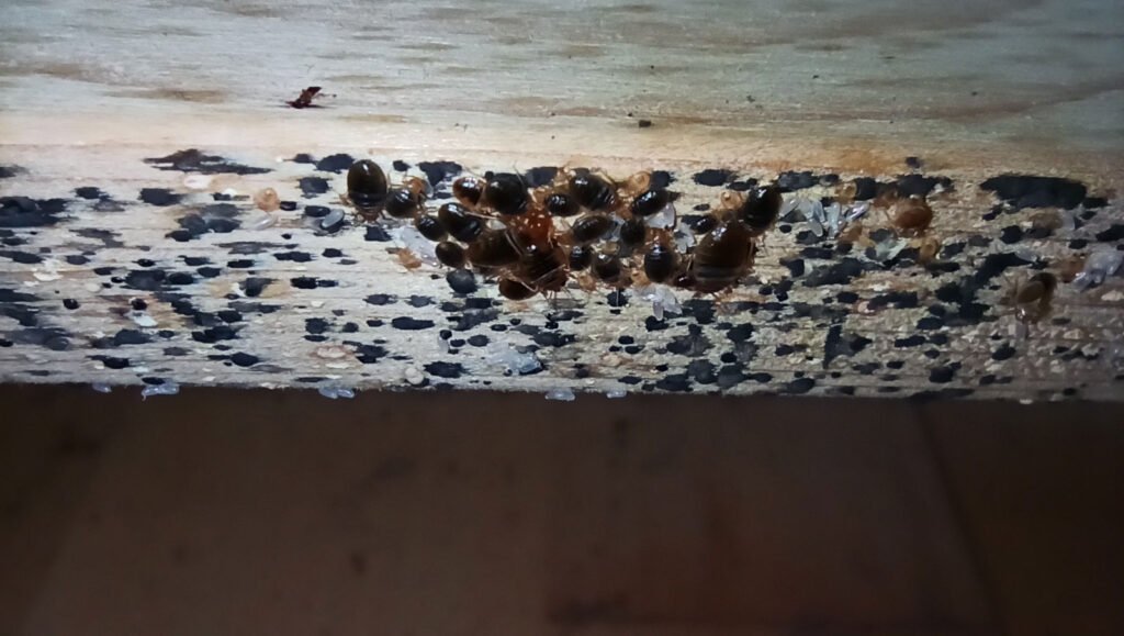 What Does Bed Bug Poop Look Like: Spotting the Signs - cnnaol