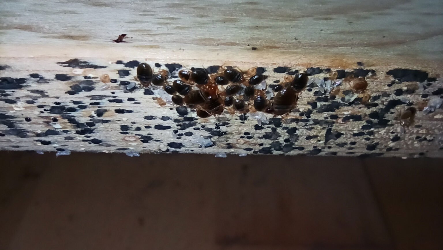 What Does Bed Bug Poop Look Like: Spotting the Signs - Cnnaol
